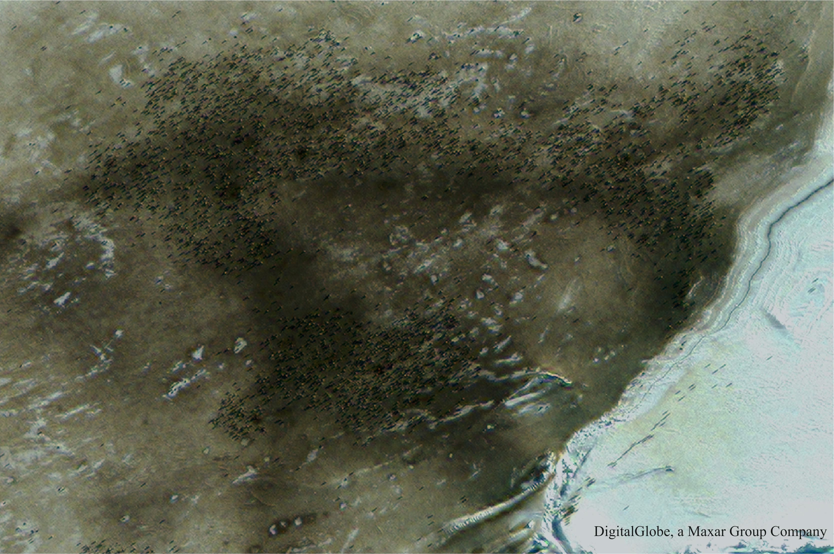 Satellite images reveal unexpected colonies of a beloved animal