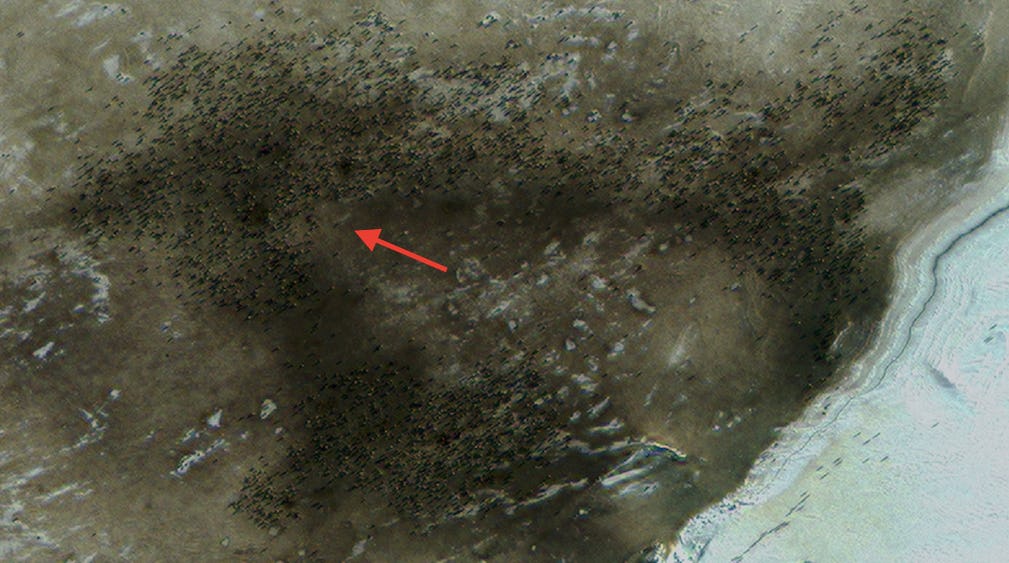 Satellite images reveal unexpected colonies of a beloved animal