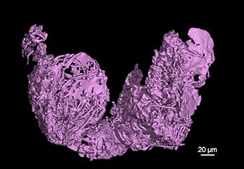 Scientists uncover the oldest sperm sample ever found