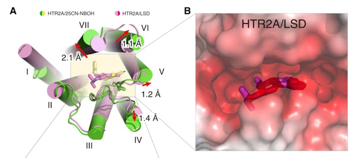 Scientists uncover the molecular origins of an LSD trip