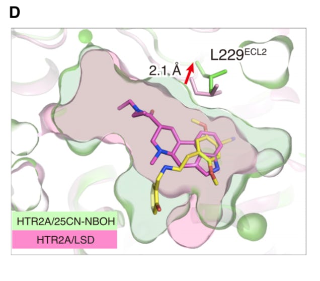 Scientists uncover the molecular origins of an LSD trip