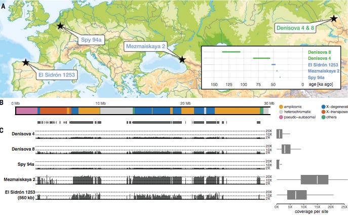 Neanderthal genetics study reveals missing link in human history