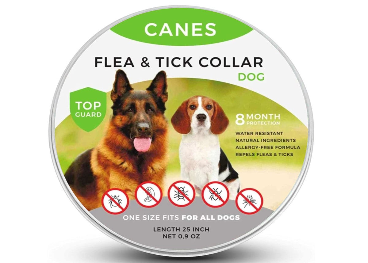 The 4 Best Tick Repellents For Dogs