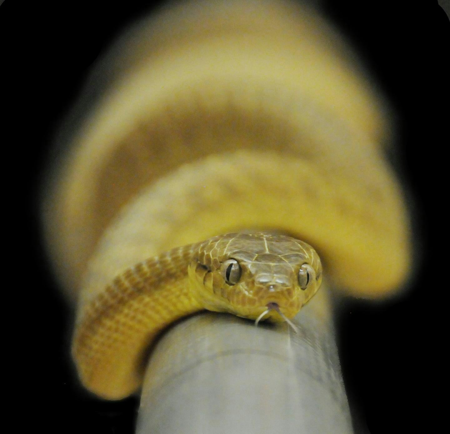 Video: Scientists discover new mode of ‘snake locomotion’