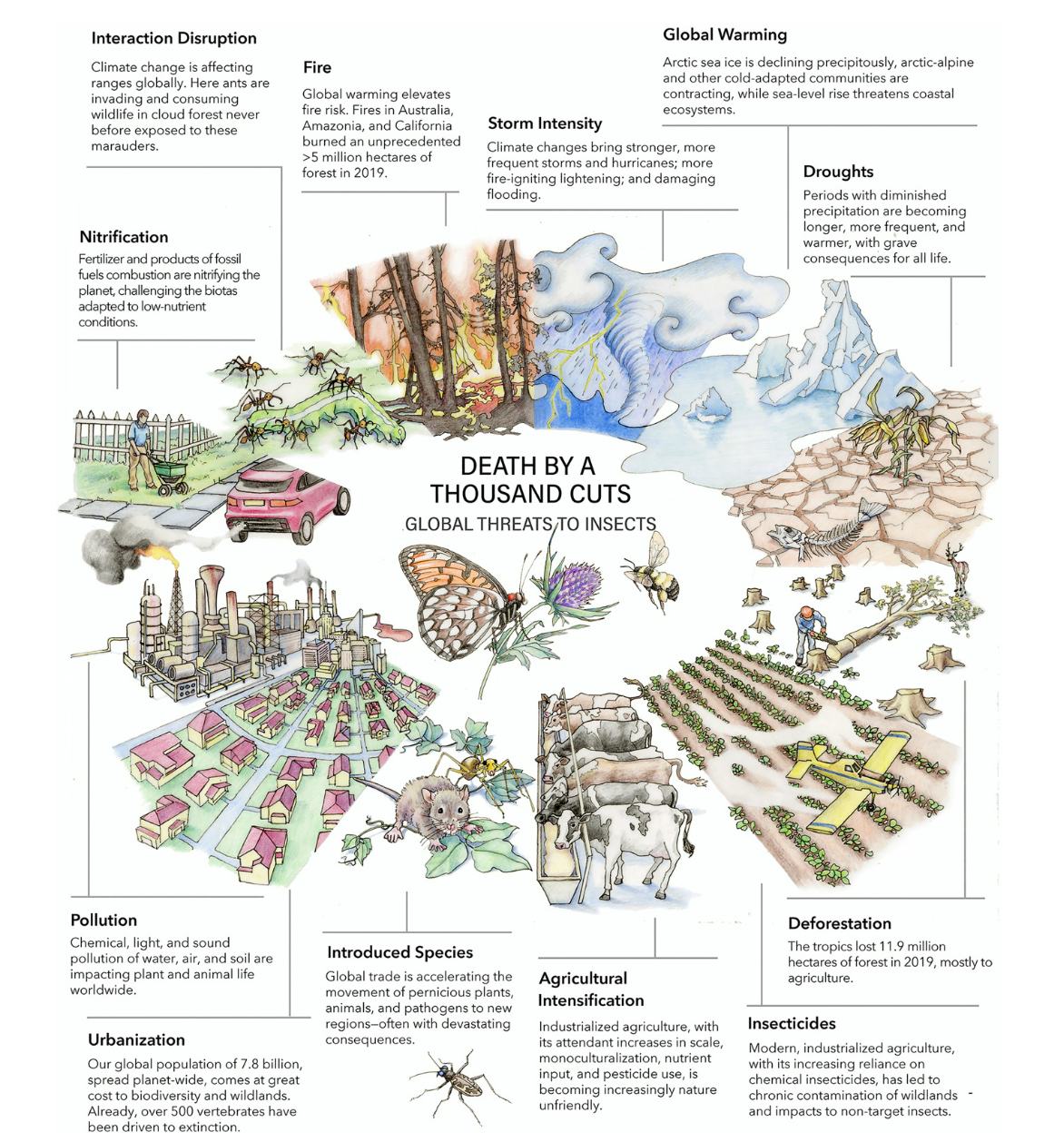 A rapidly declining insect population spells trouble for humans