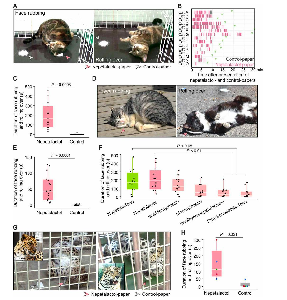 Cat science: Study reveals link between a drug-like plant and survival