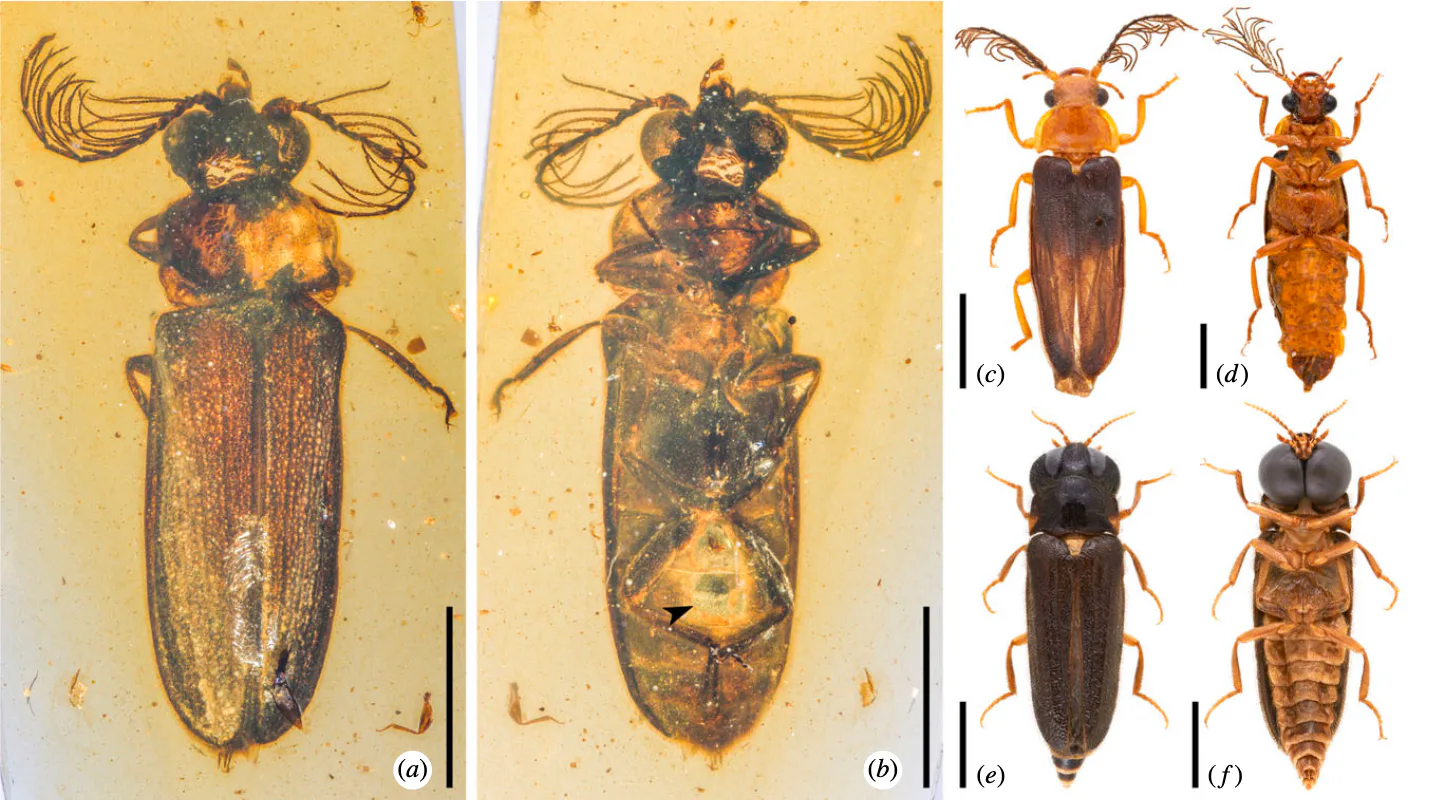 99-million-year-old fossil reveals why these strange animals glow