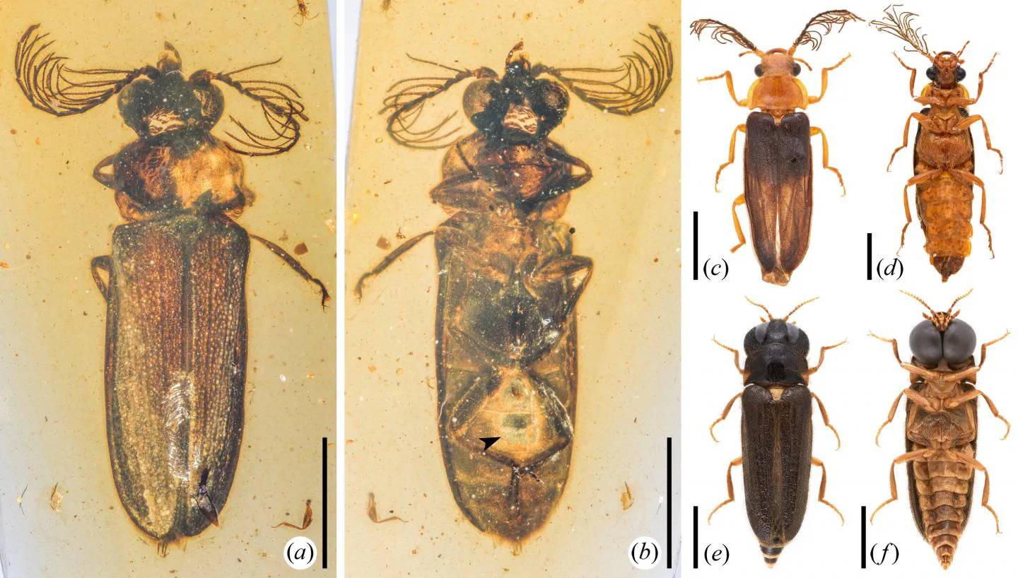 99-million-year-old fossil reveals why these strange animals glow