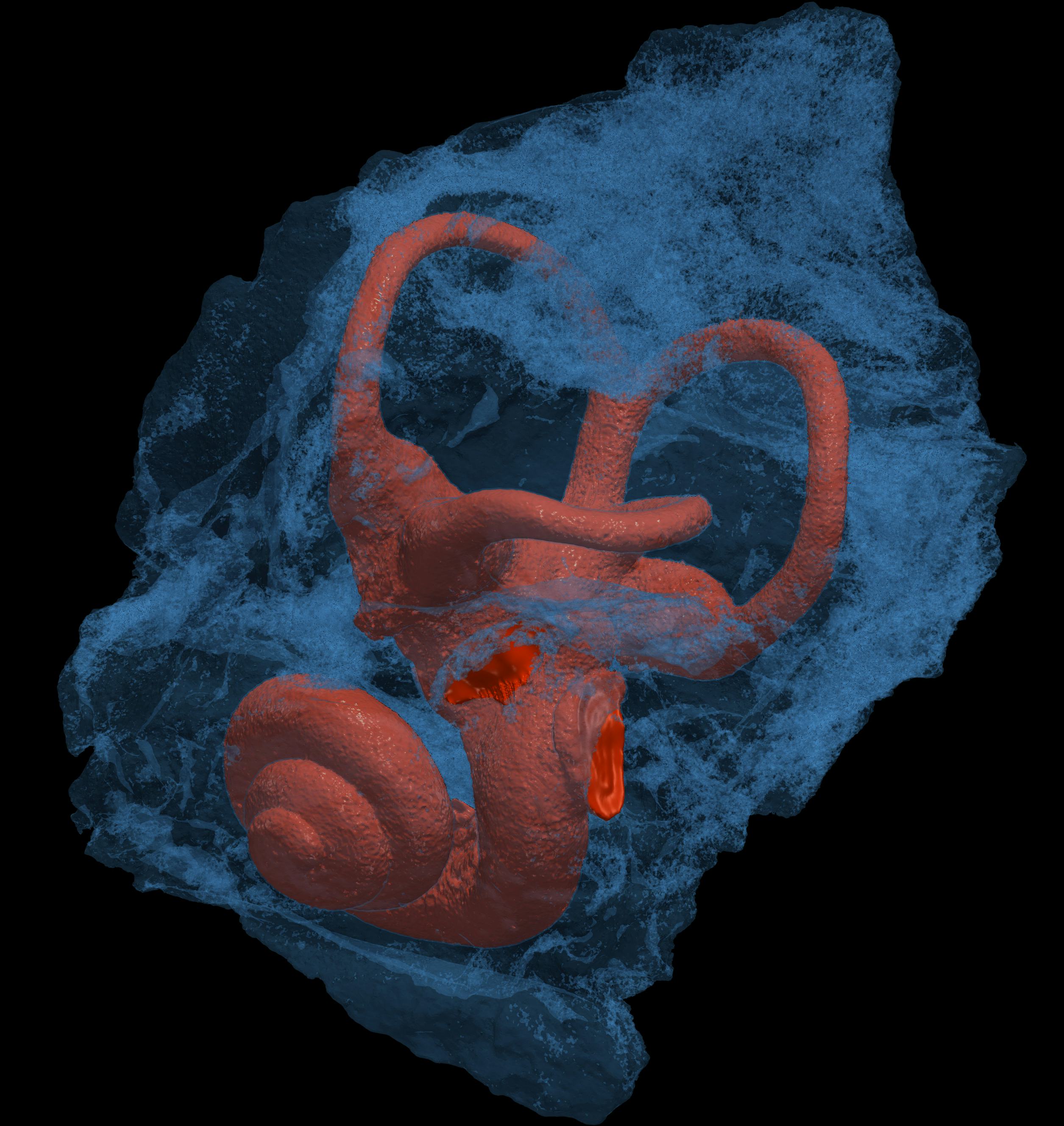 Ear study argues for new members of the human family
