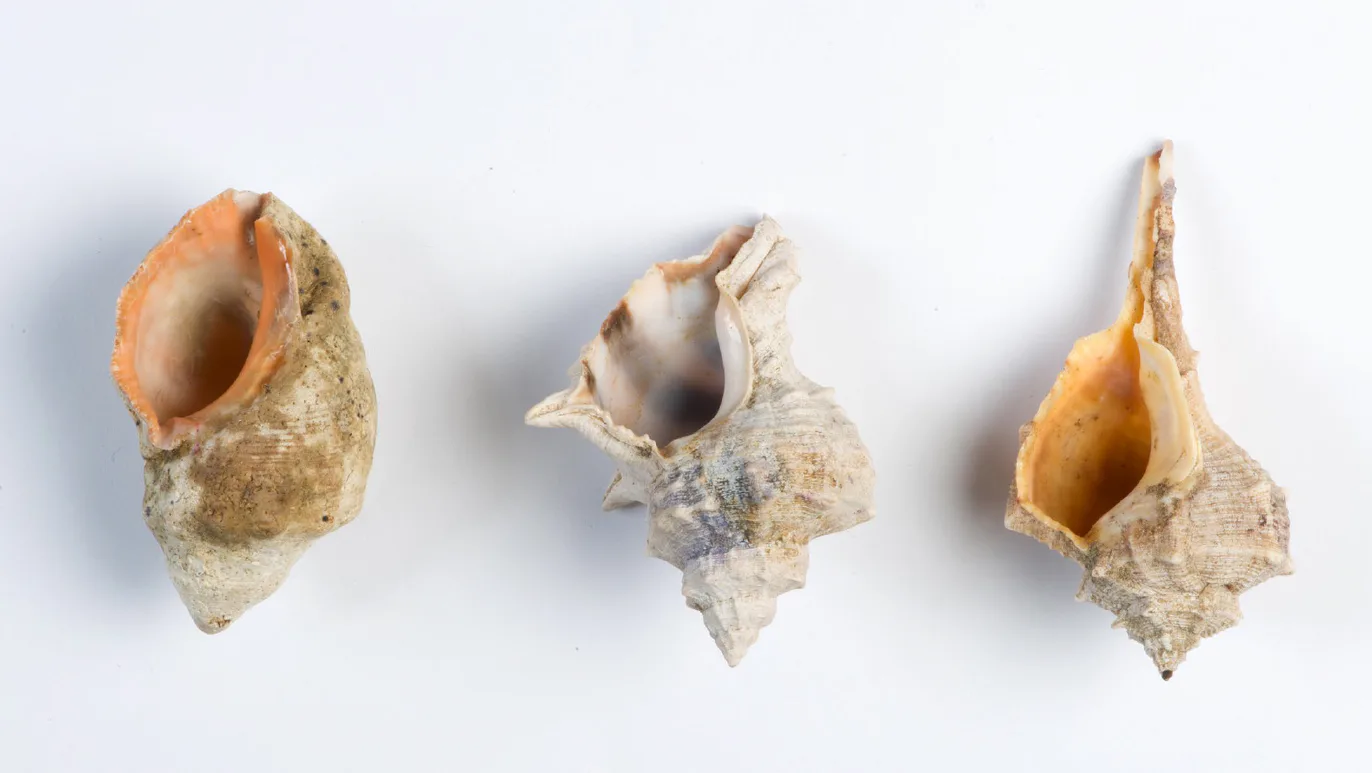 3,000-year-old fashion could be evidence of Biblical truth