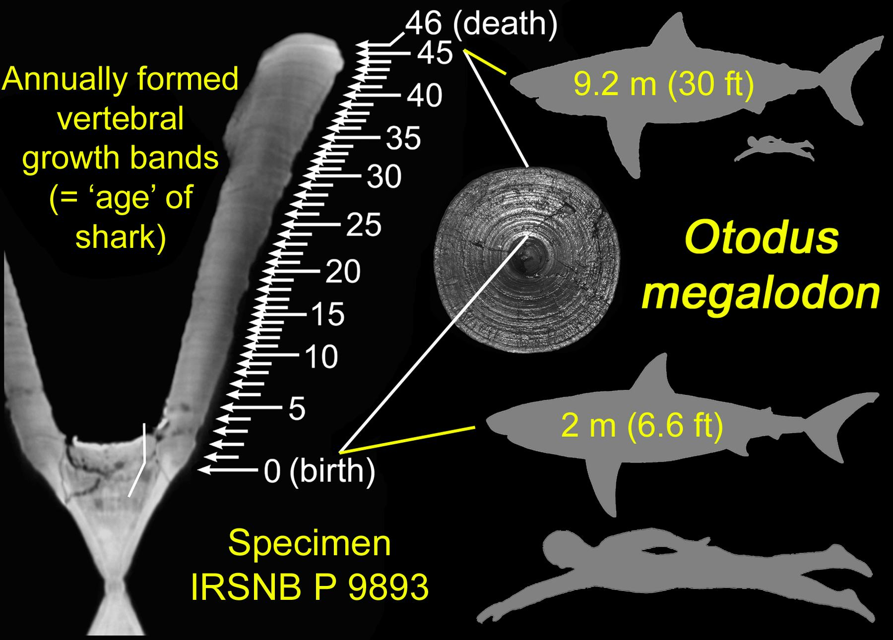 Megalodon: This ancient predator gave birth to babies the size of adult ...