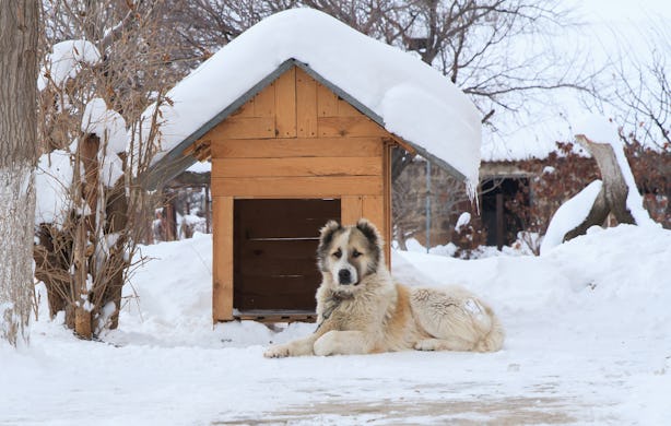 The 4 Best Dog Houses For Cold Weather In 2022
