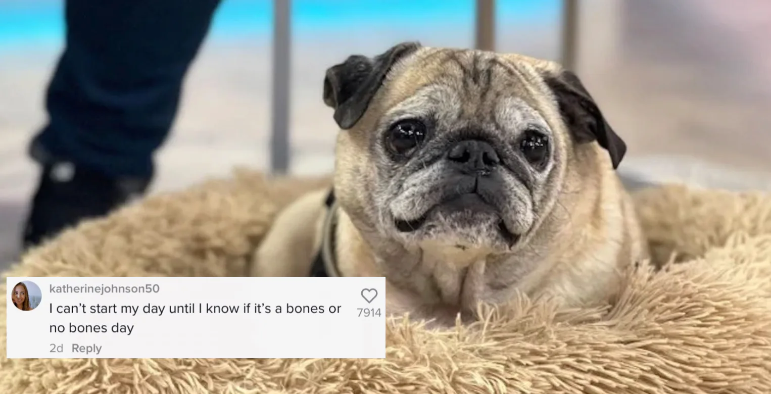 What Is The Bones Day TikTok Trend? It's All About Noodle The Pug