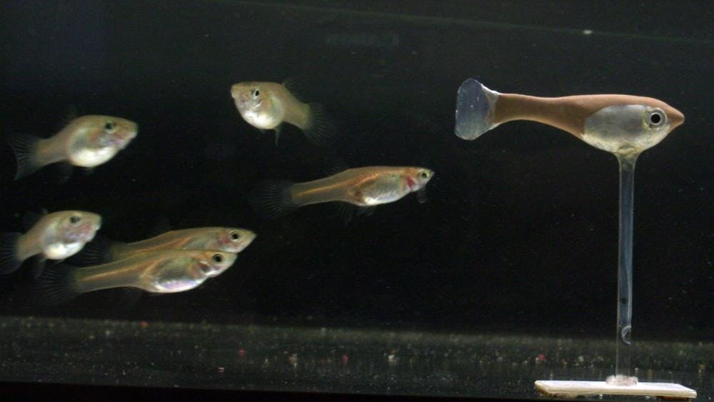 Fake falcons, faux fish: 5 robotic animal imitators built for science