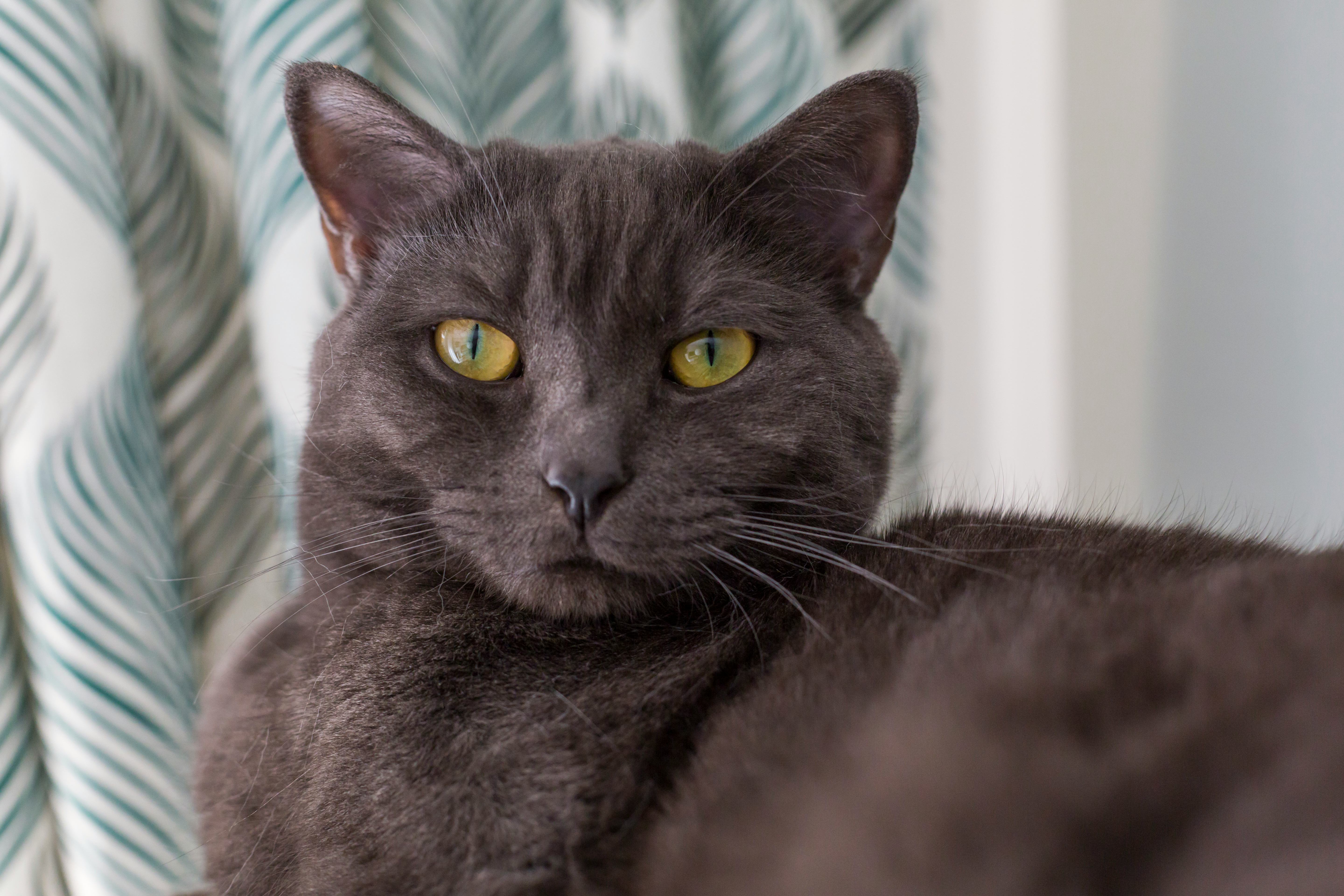 What are cats thinking? Experts explain 4 communication signals