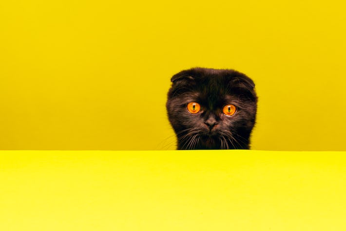 What are cats thinking? Experts explain 4 communication signals