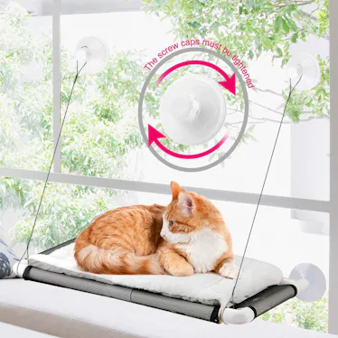 The 9 Best Cat Window Perches