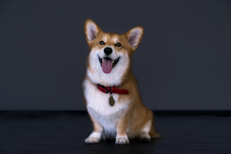 Ein The Corgi From 'Cowboy Bebop' Is The True Star Of The Show
