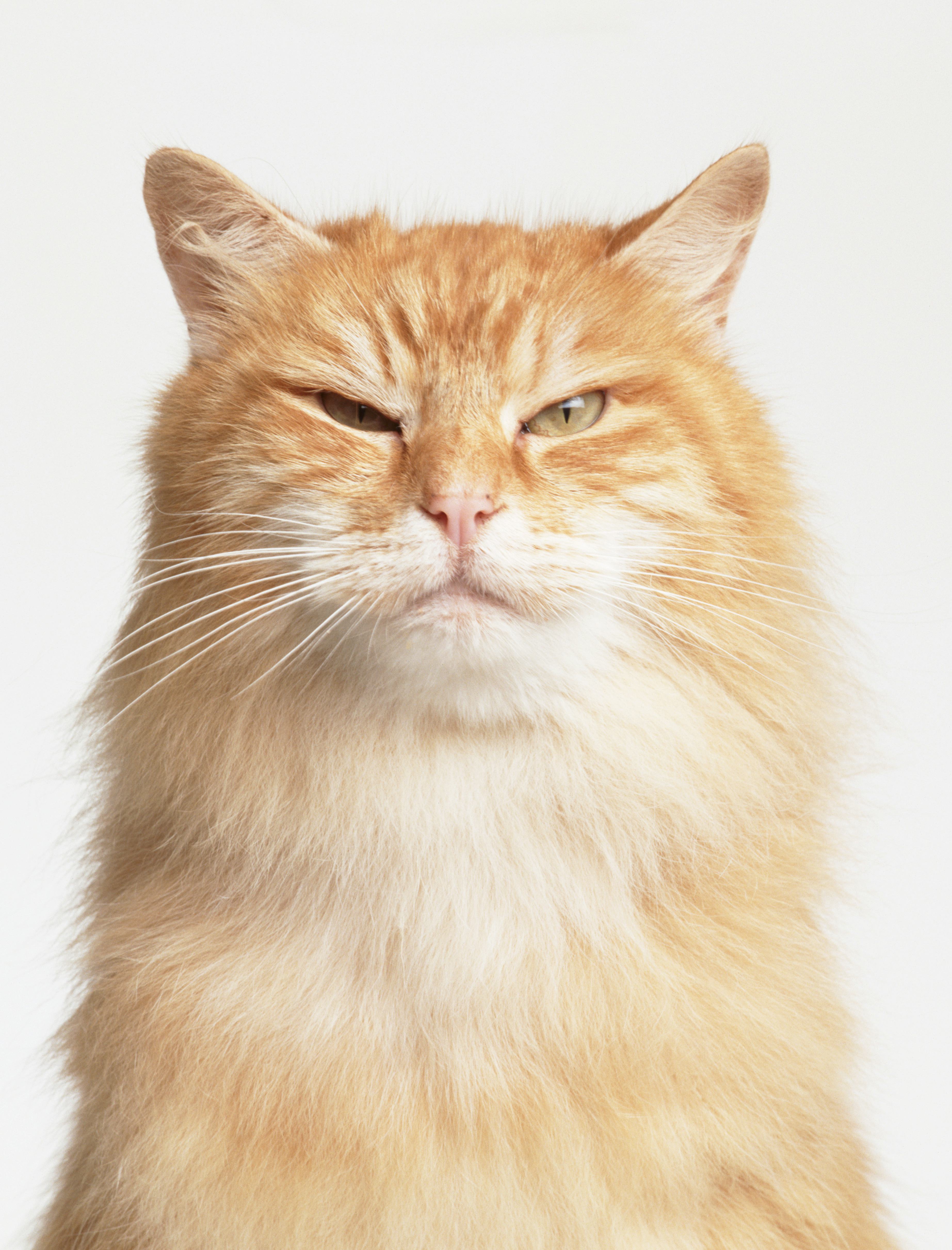 What are cats thinking? Experts explain 4 communication signals