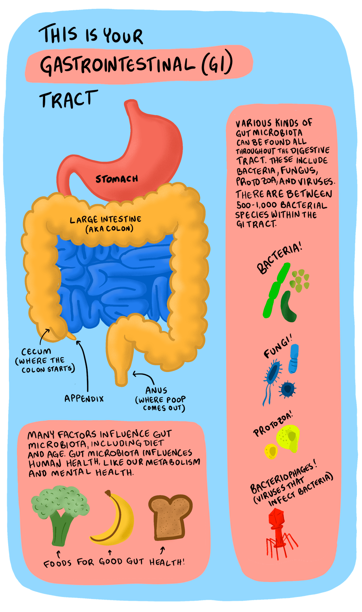 What is the gut?