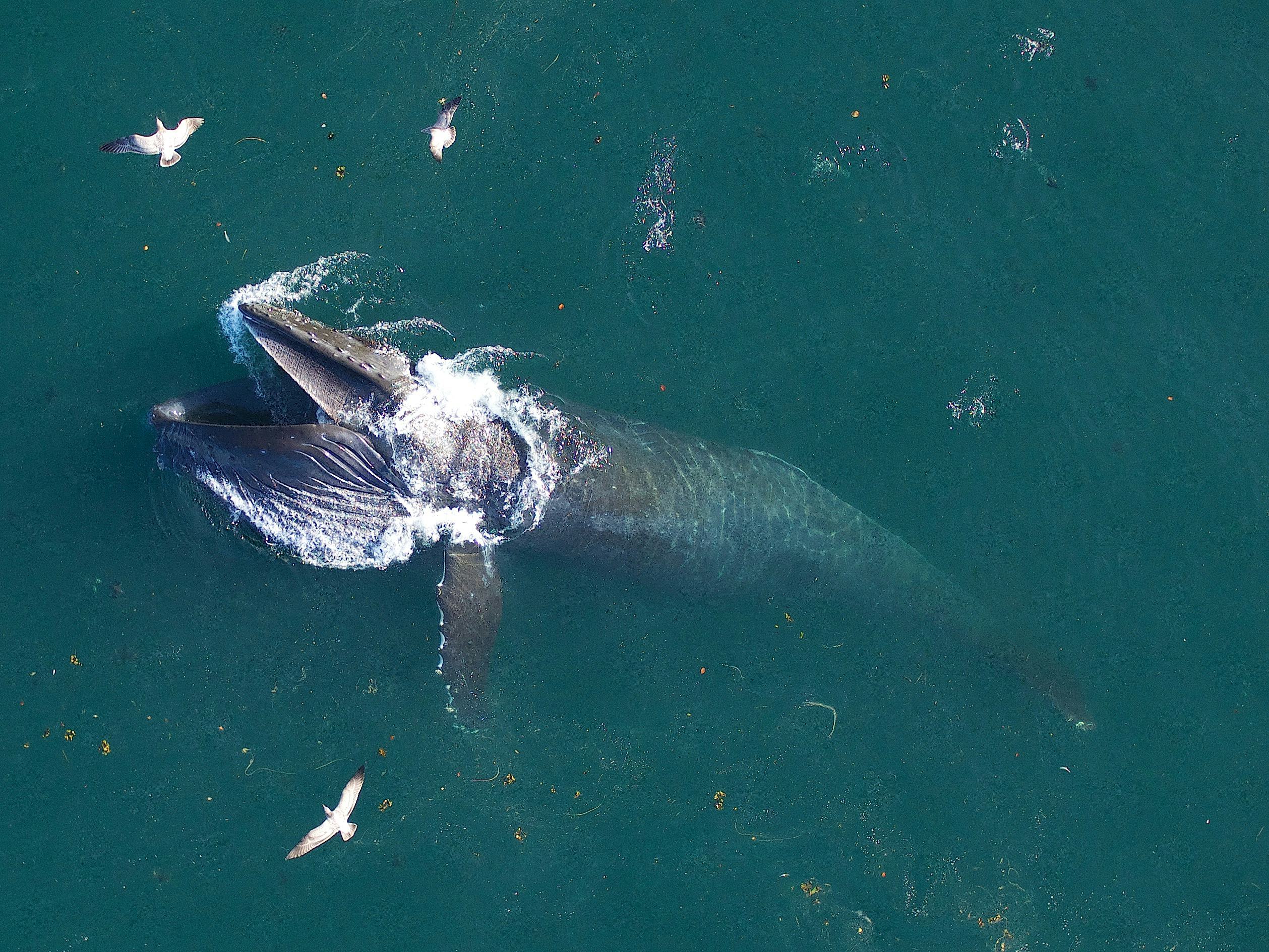 Whale poop study reveals its surprising role in the ocean ecosystem