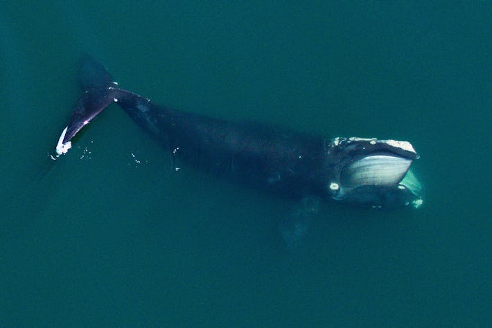 Whale poop study reveals its surprising role in the ocean ecosystem