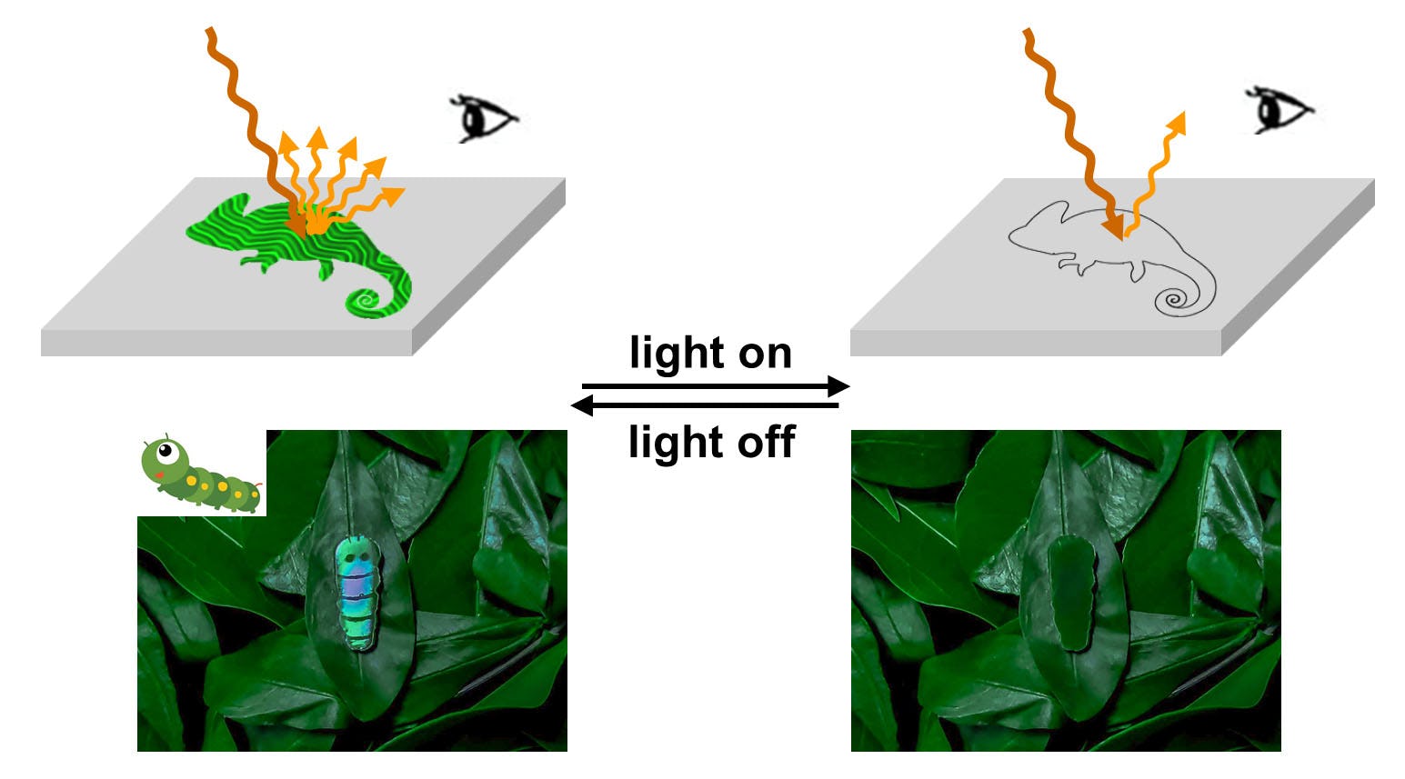 A radical new camouflage tech borrows its inspiration from squid relatives