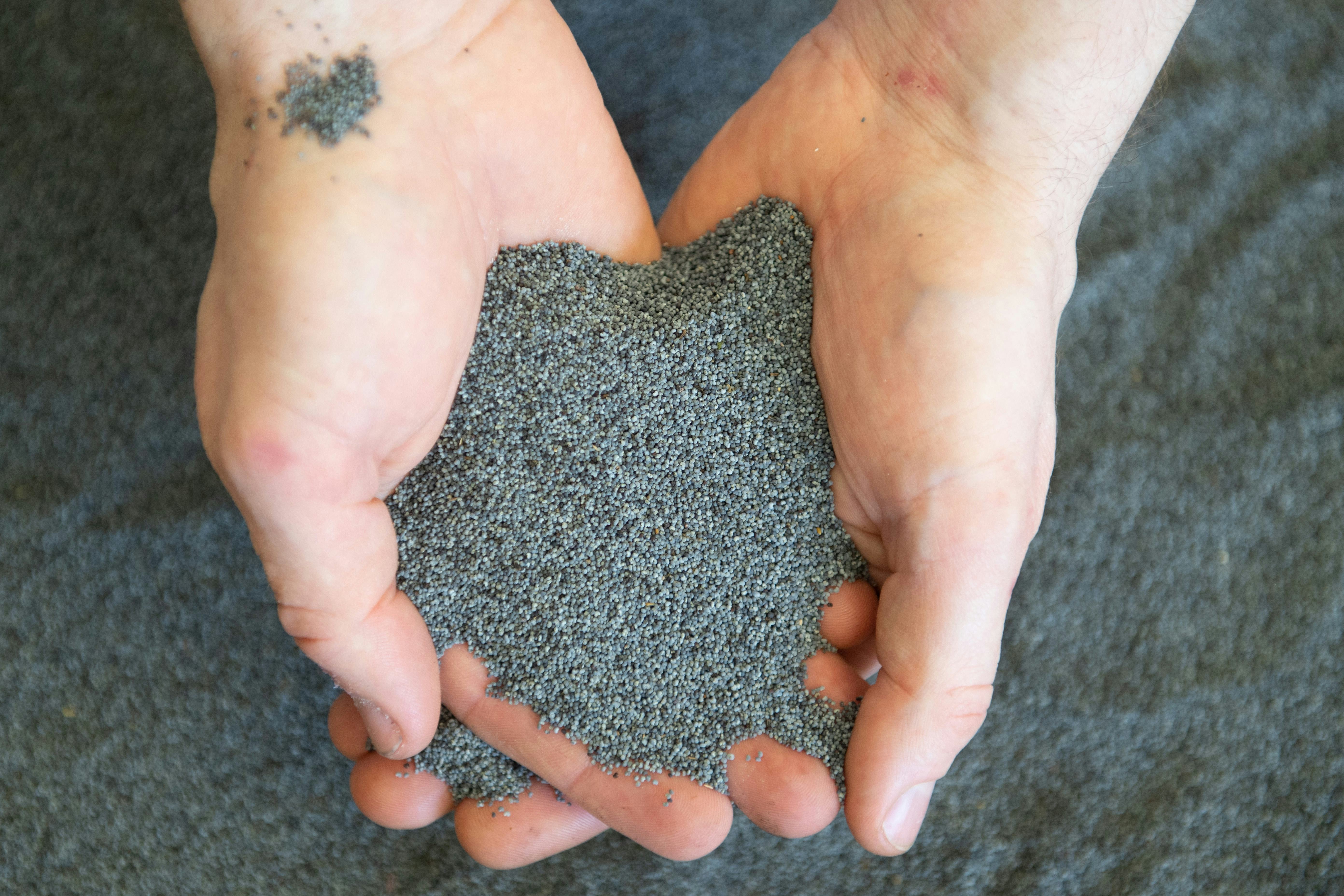 Can you get high from poppy seeds? A toxicologist reveals the dangerous ...