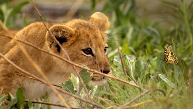 30 Great Science Shows For Kids