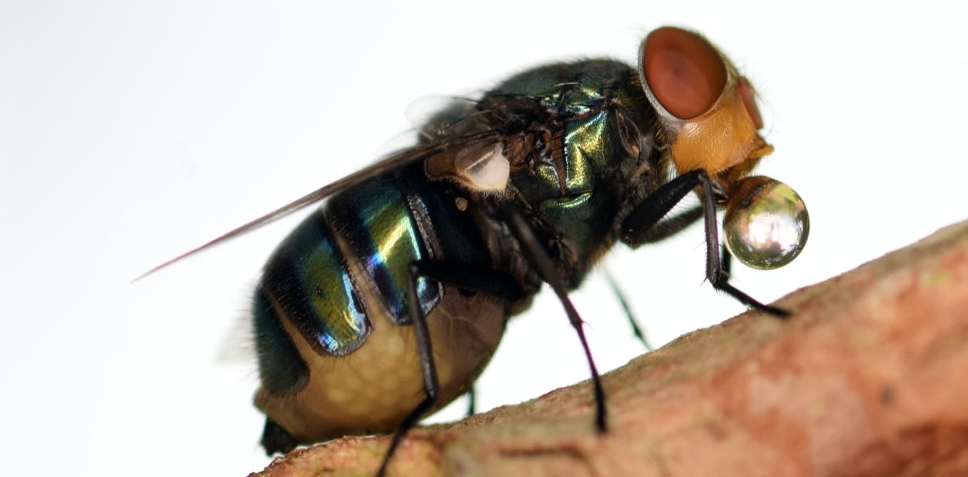 Do flies really throw up on your food when they land on it?