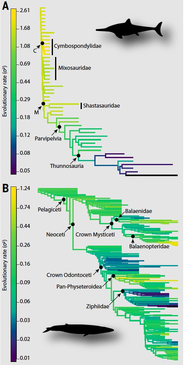 Scientists discover an ancient oceanic reptile that evolved exceedingly ...