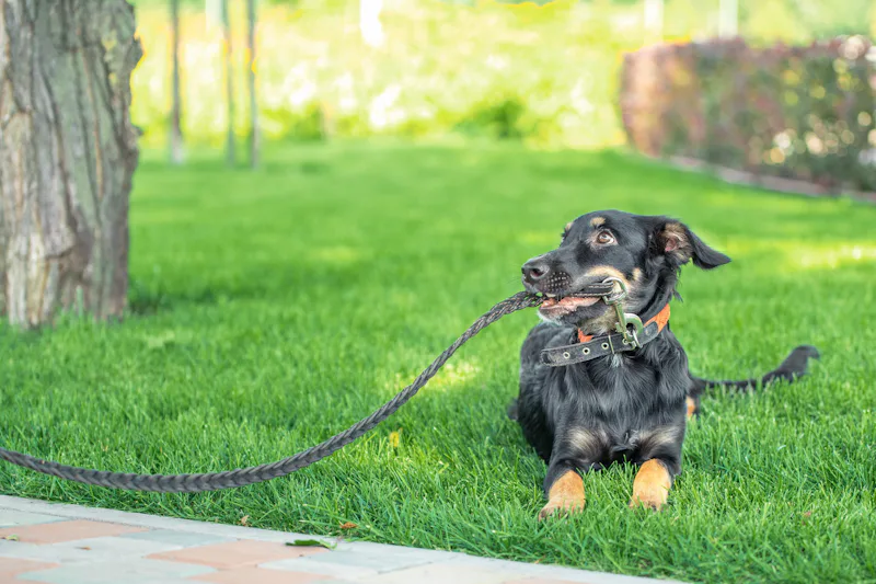 The 6 Best Chew-Proof Dog Leashes In 2022