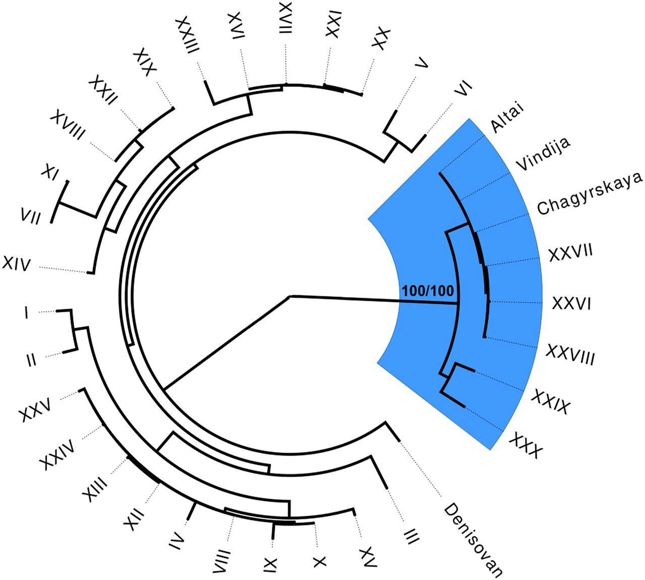 Neanderthal DNA may influence your Covid-19 risk — here’s why