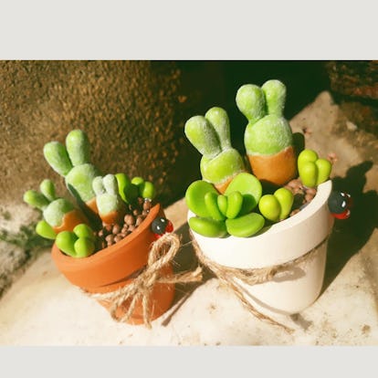 These Bunny Succulents To Buy On Etsy Are So Darn Cute
