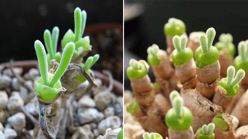 These Bunny Succulents To Buy On Etsy Are So Darn Cute