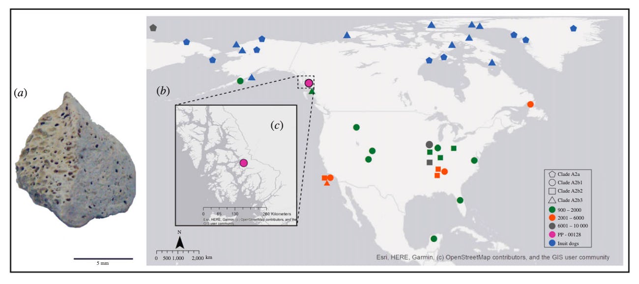 10,000-year-old dog bone changes what we know about the first Americans