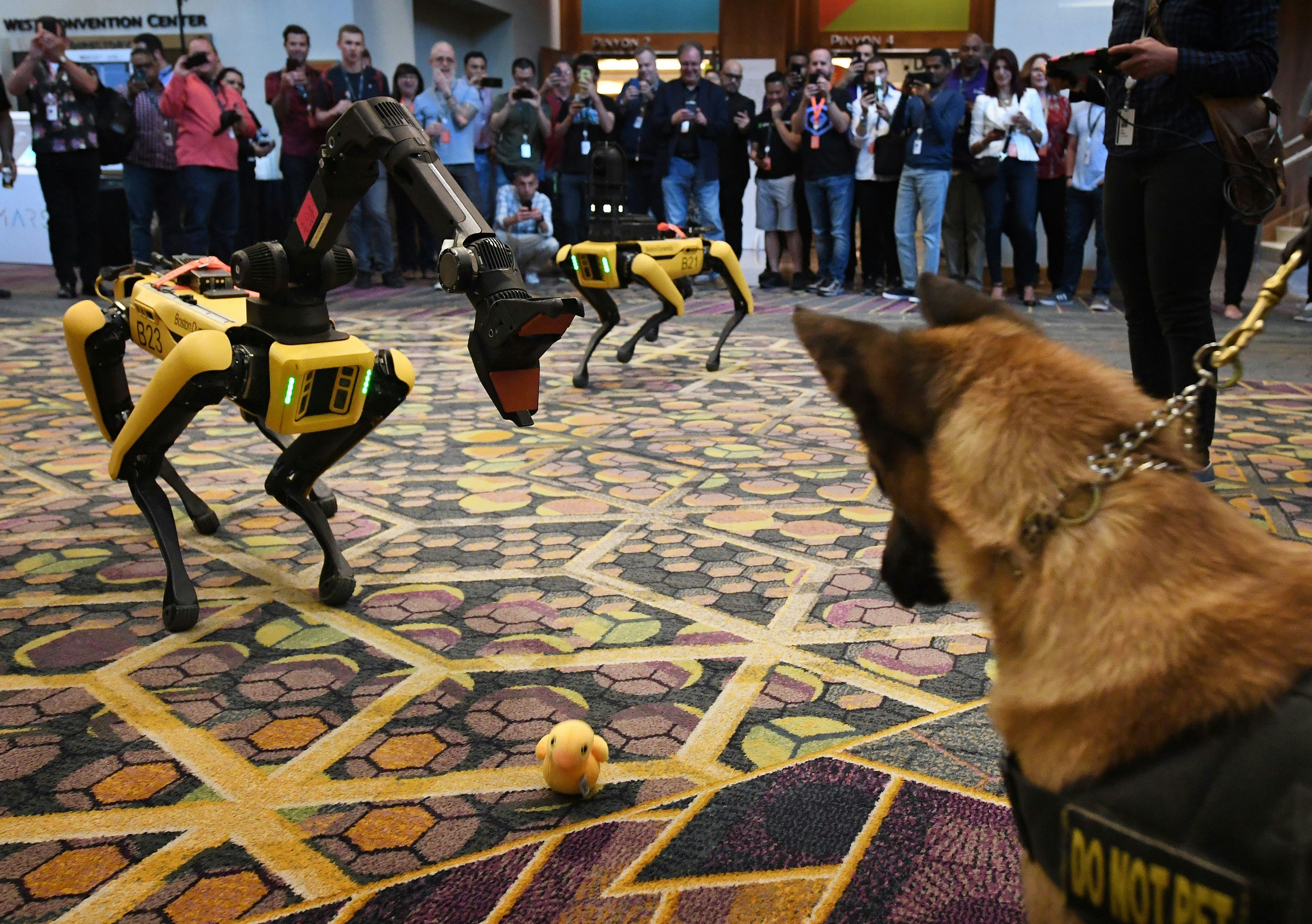 PSA: here’s how to actually protect yourself around robot police dogs