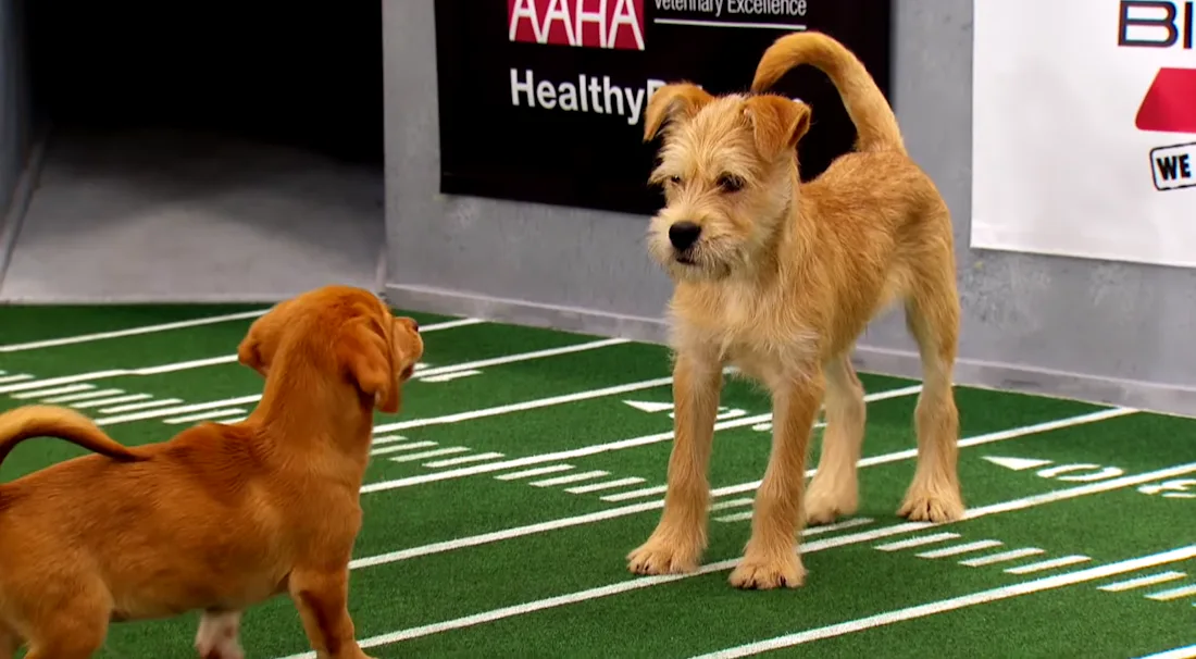 21 Zoom Backgrounds For Super Bowl Parties