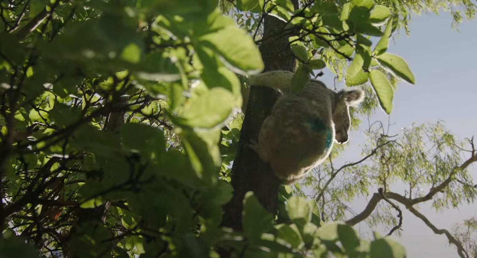 28 Best Animal Shows For Kids To Stream Right Now