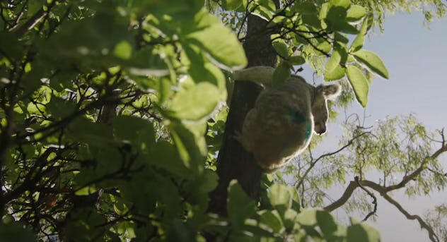 28 Best Animal Shows For Kids To Stream Right Now