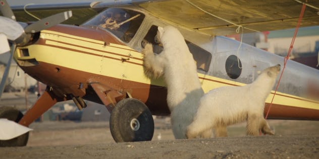 28 Best Animal Shows For Kids To Stream Right Now