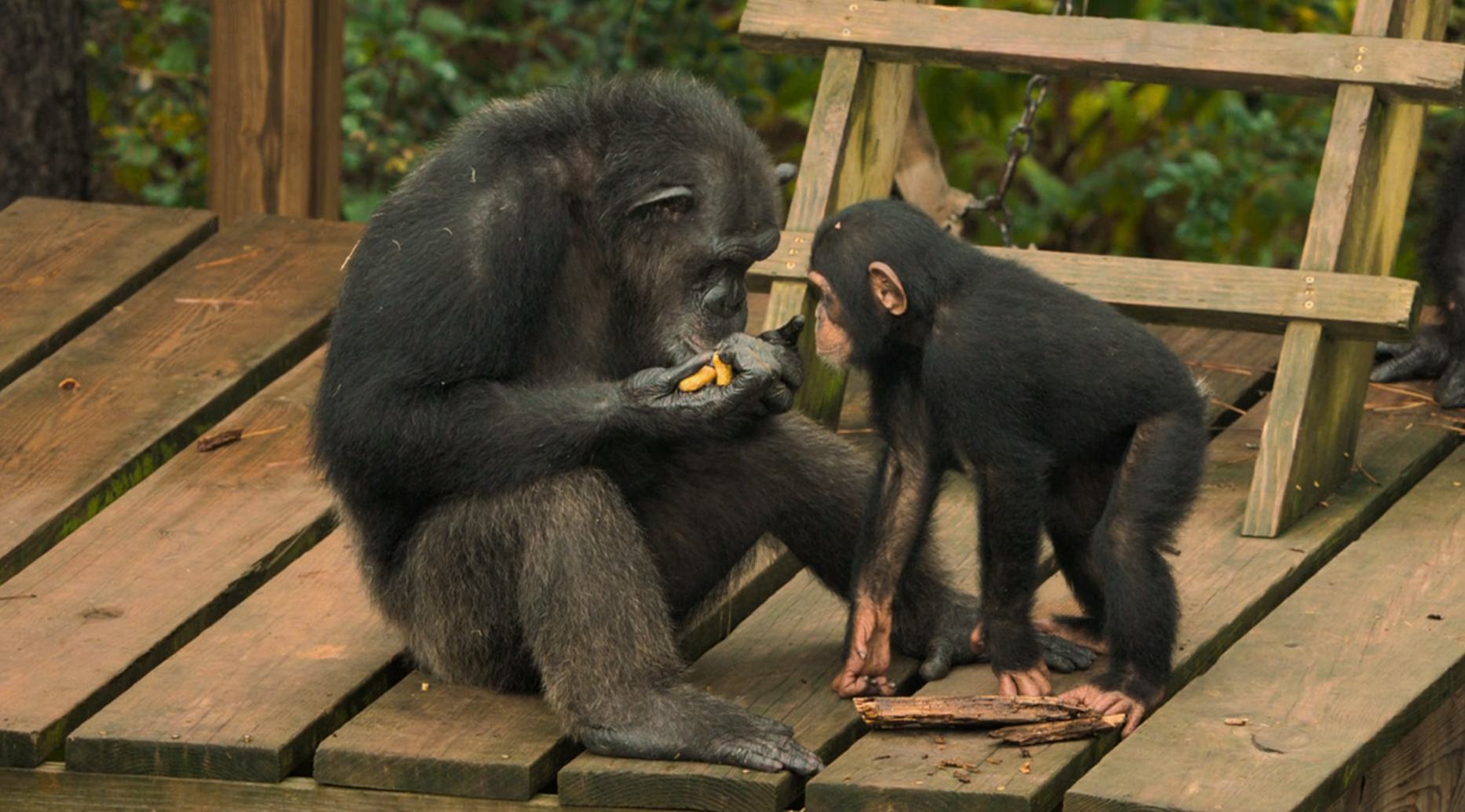 28 Best Animal Shows For Kids To Stream Right Now