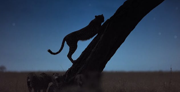 28 Best Animal Shows For Kids To Stream Right Now