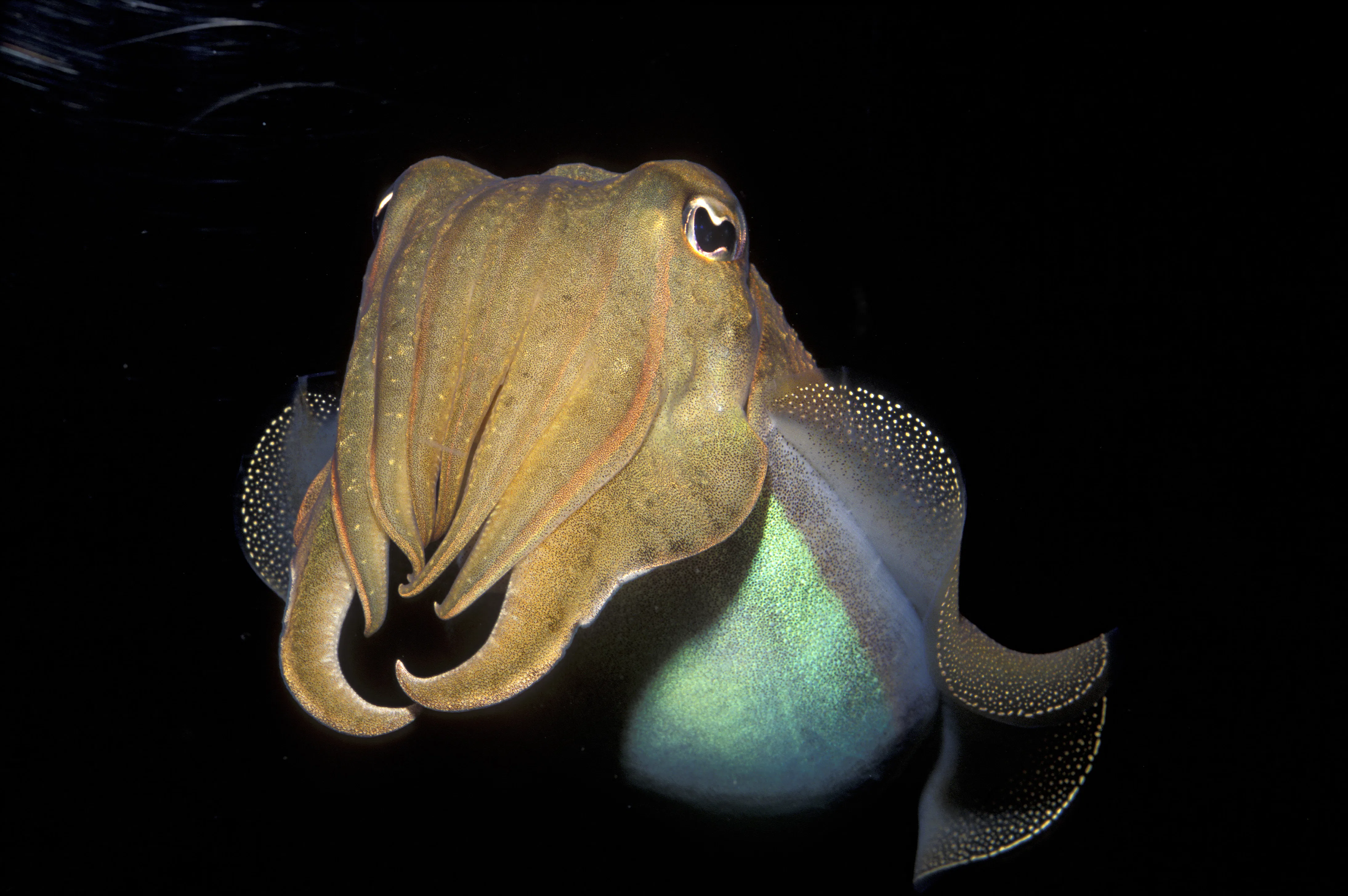This surprising cephalopod challenges our understanding of human evolution
