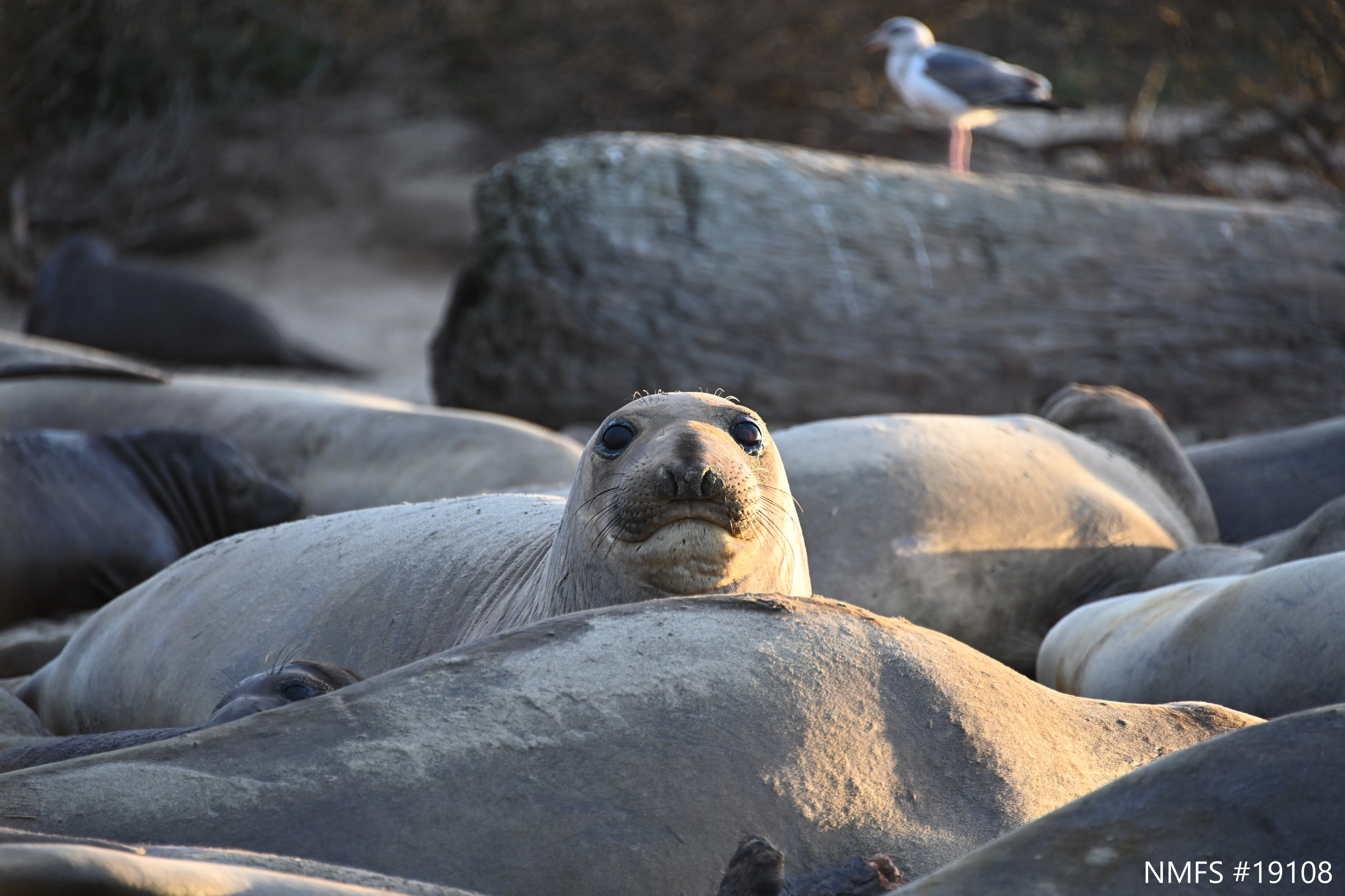 To survive, skinny elephant seals hide differently than their thicc ...