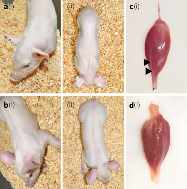 Scientists grow human muscles in pig embryos for the first time
