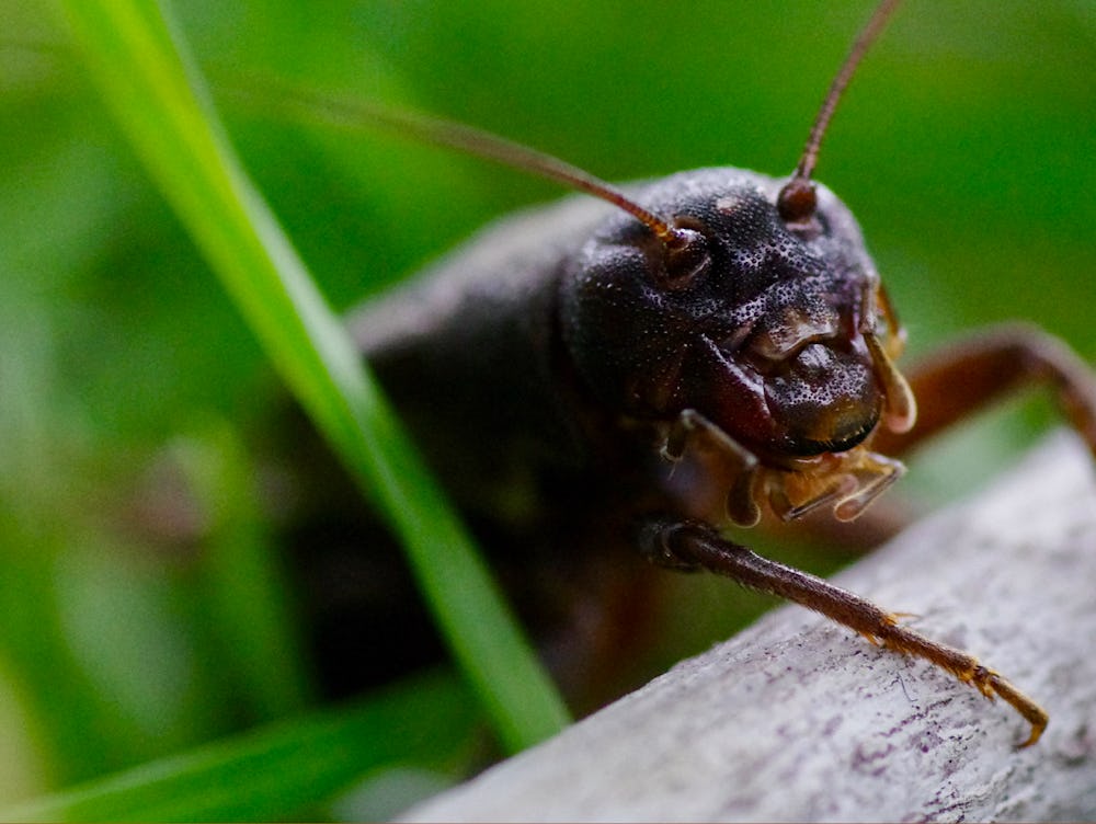 Noise pollution: What the future of the cricket means for Earth's fate