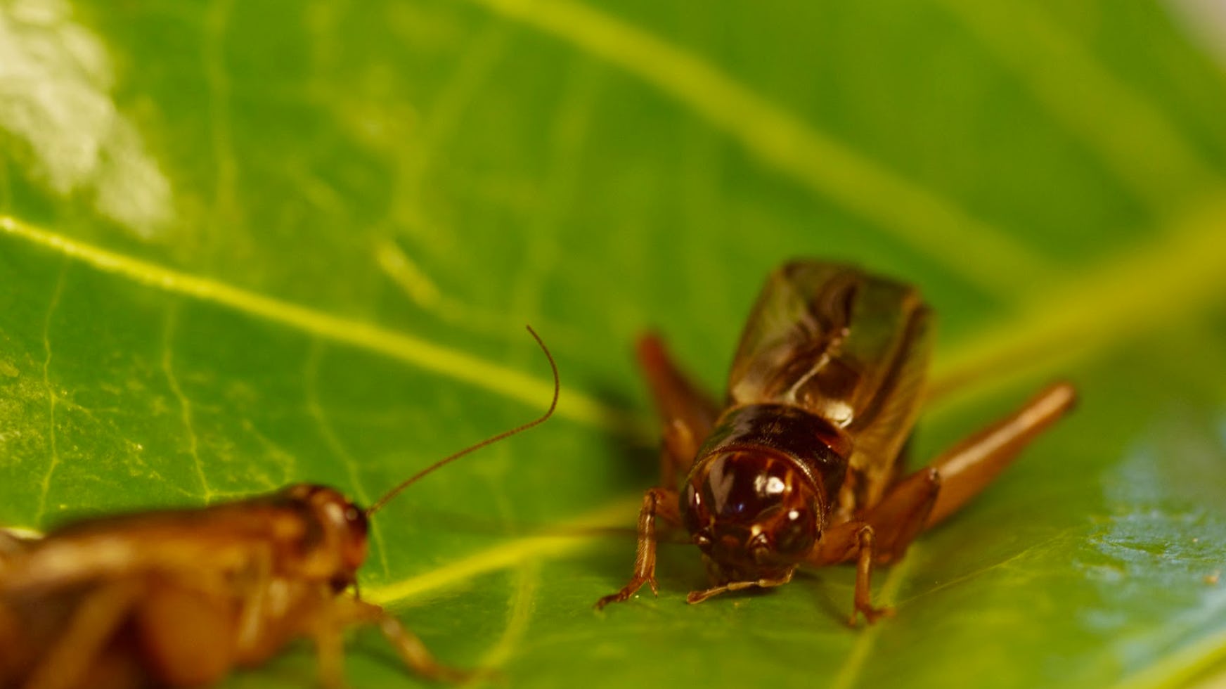 Noise pollution: What the future of the cricket means for Earth's fate