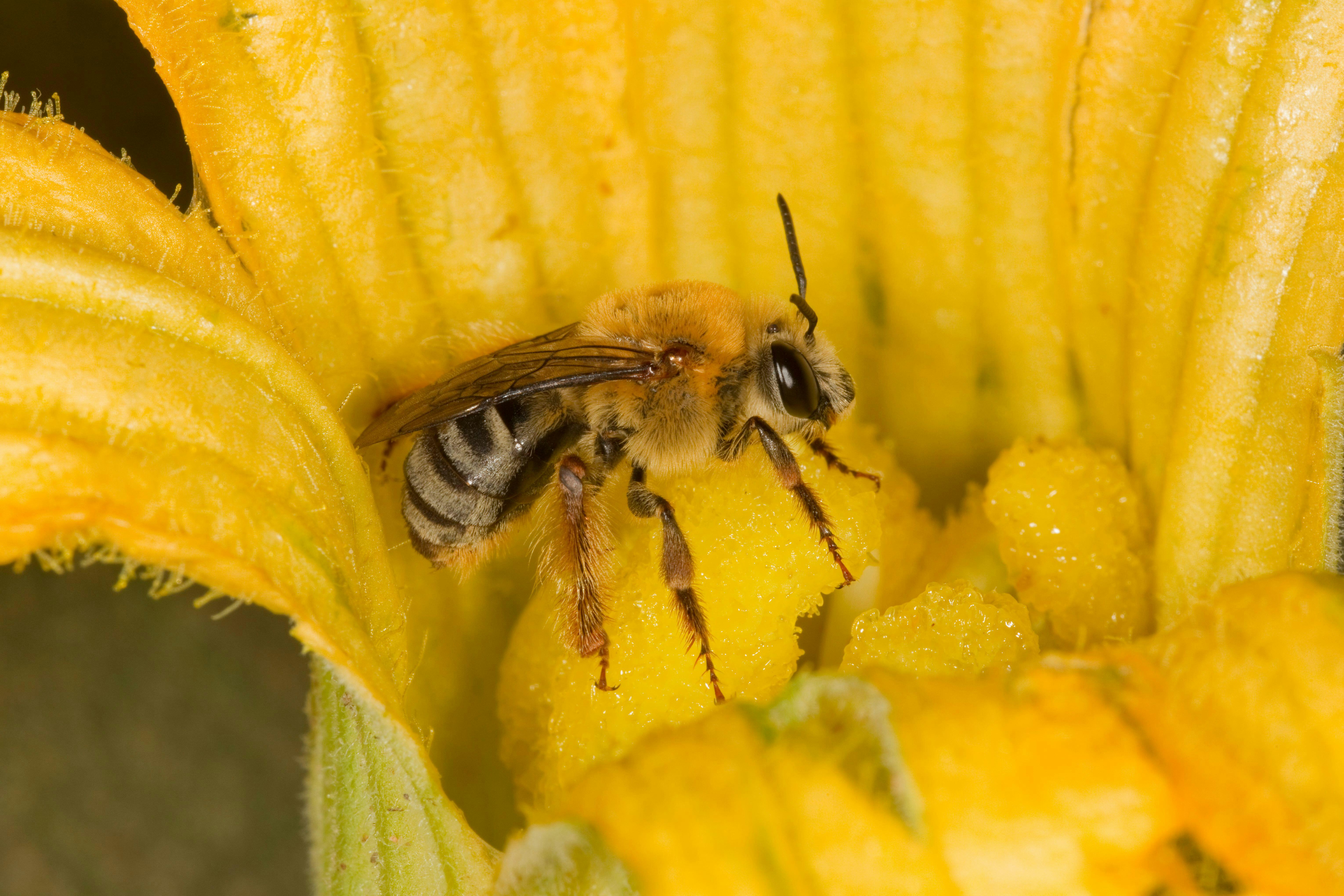 One human decision may be devastating bees