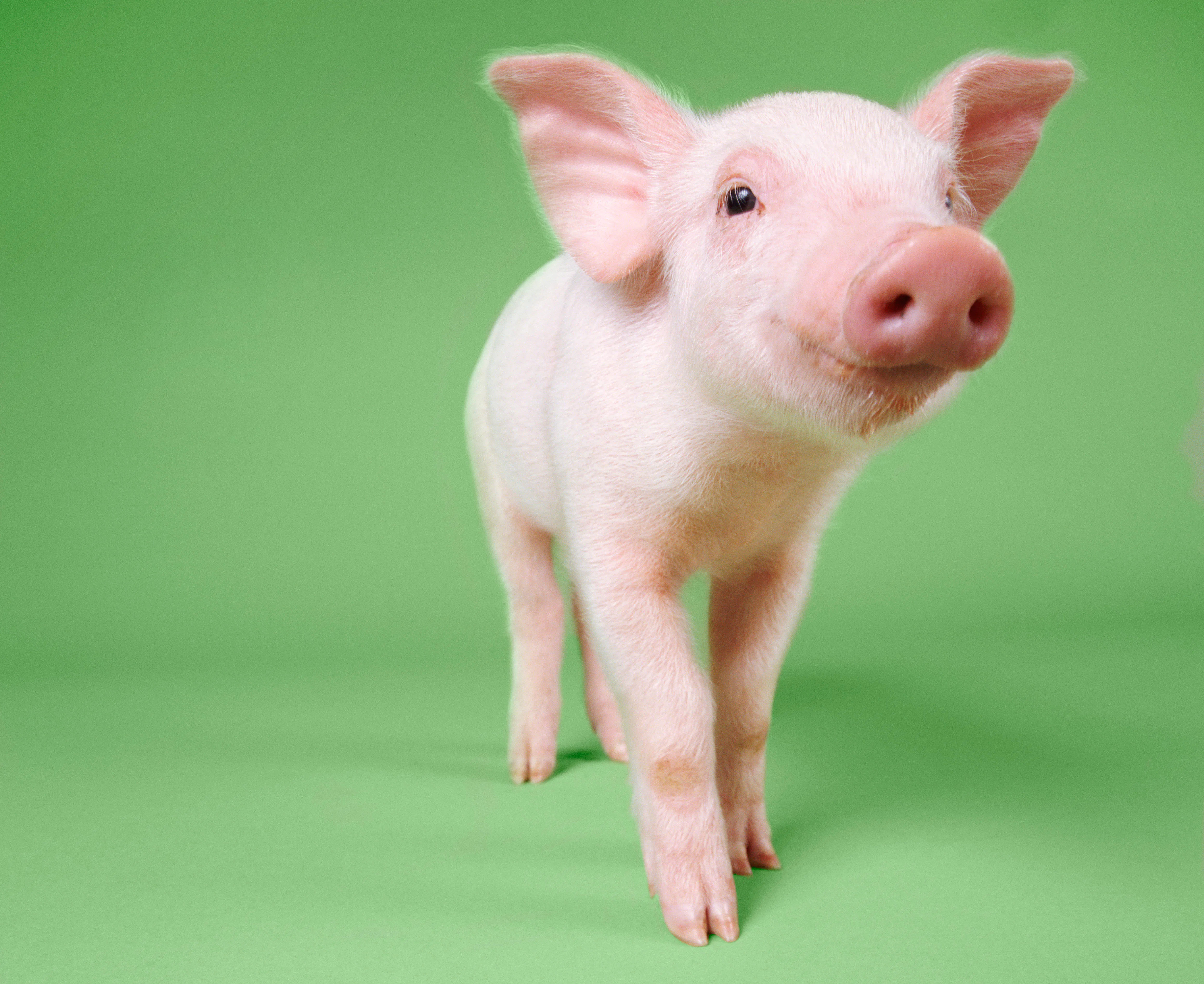 Scientists grow human muscles in pig embryos for the first time